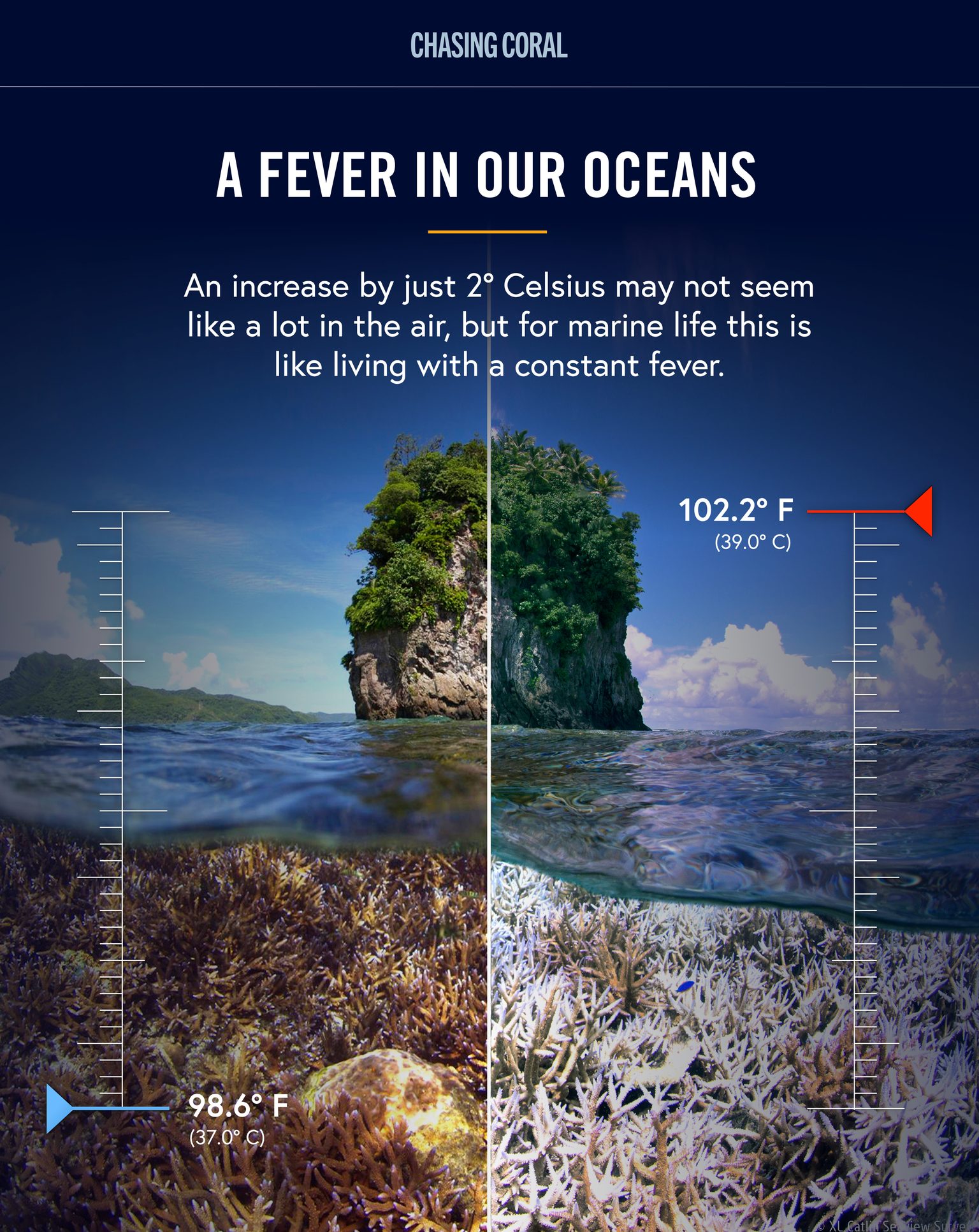 What is Coral Bleaching and How Can Divers Help? - Extended Horizons ...